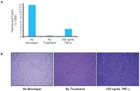 In Vitro Vascular Permeability Assay (24-well) | ECM644